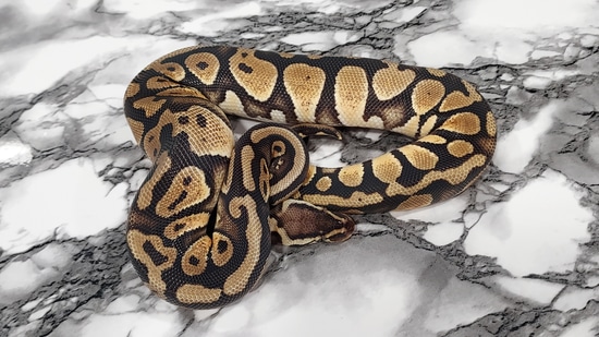 Pastel Arroyo Ball Python by BND Morphs