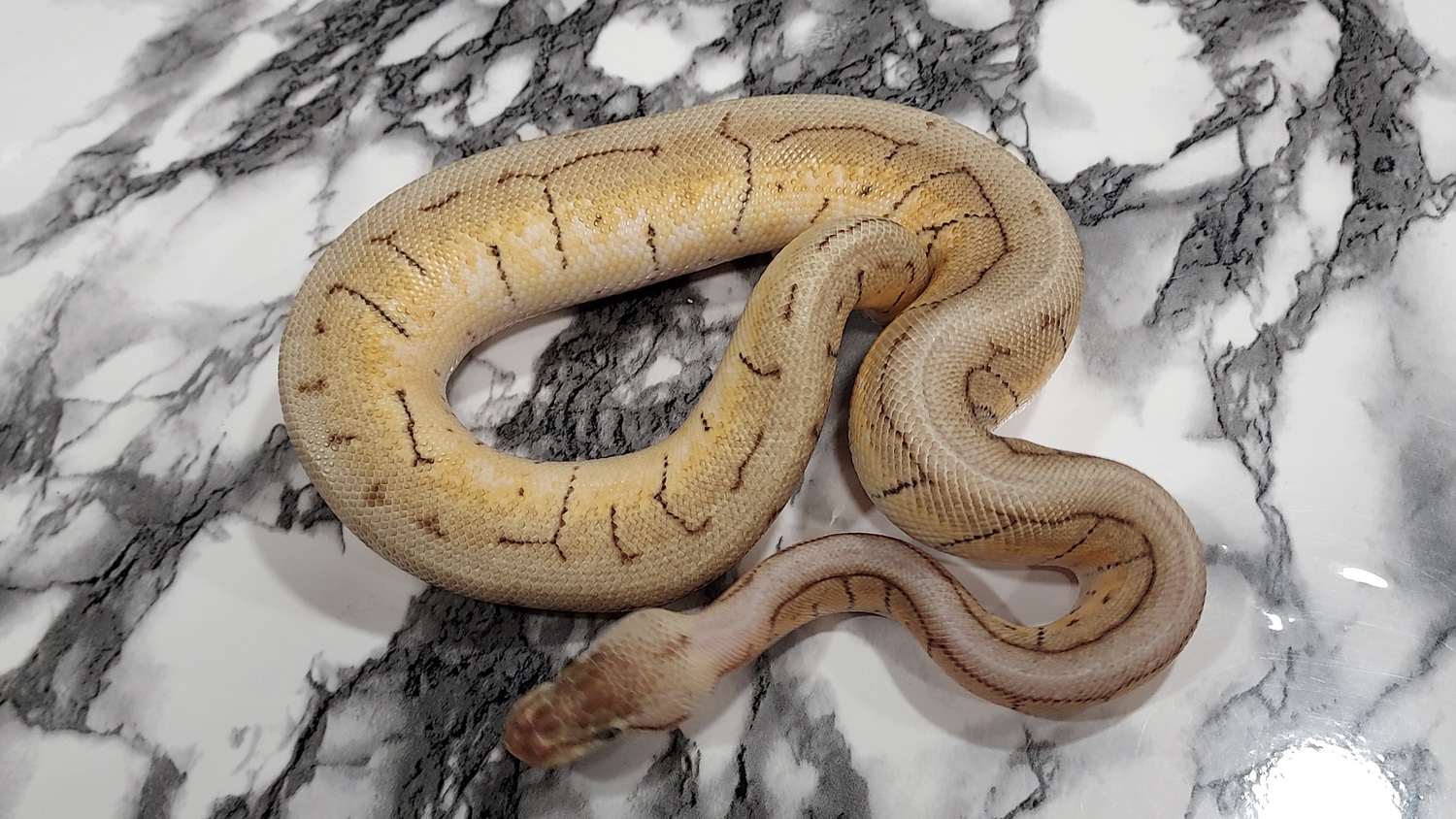 Mystic Spinner Blast Ball Python by BND Morphs - MorphMarket