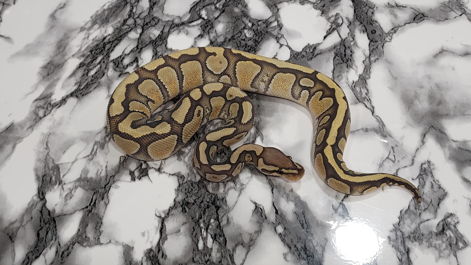Enchi Hypo 66% Het Clown Ball Python by BND Morphs - MorphMarket
