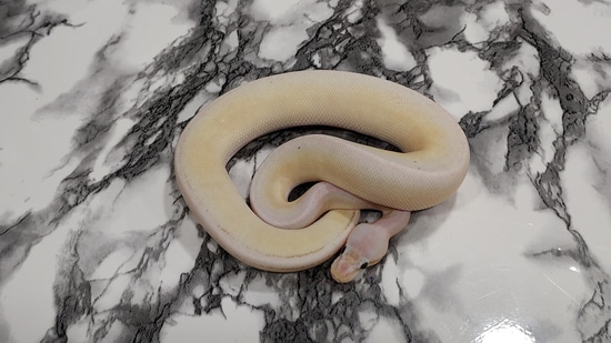 Super Cinnamon Banana Genetic Stripe Ball Python by BND Morphs