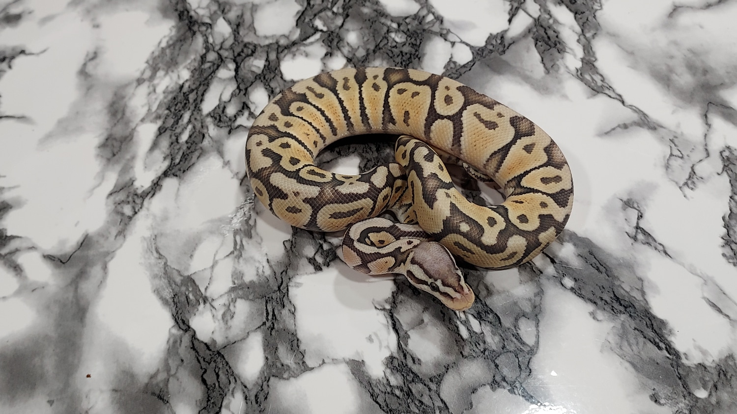 Pastel Hypo 66% Het Clown Ball Python by BND Morphs - MorphMarket