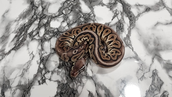 Black Pewter Het Desert Ghost Ball Python by BND Morphs