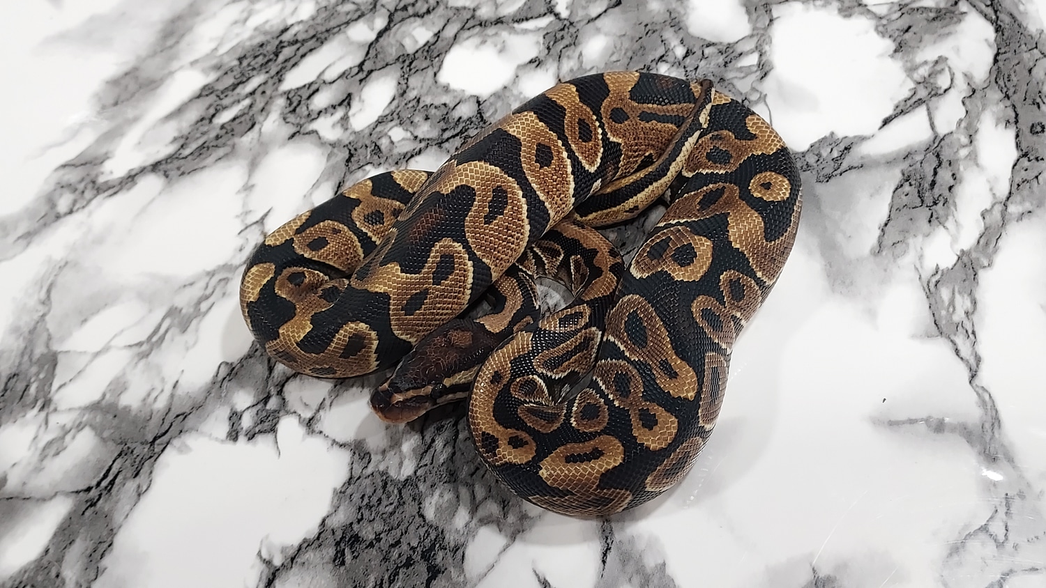 YellowBelly Het Desert Ghost Ball Python by BND Morphs - MorphMarket