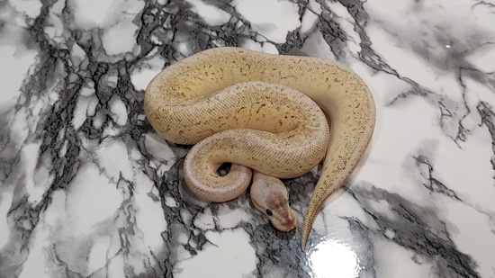 Orange Dream Firefly Black Pin Ball Python by BND Morphs