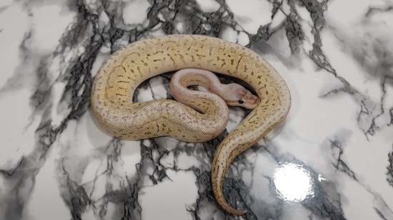Firefly Blk Pin Ball Python by BND Morphs