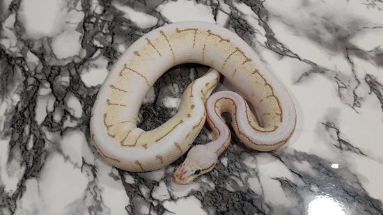 Queenspin Het Candy Ball Python by BND Morphs