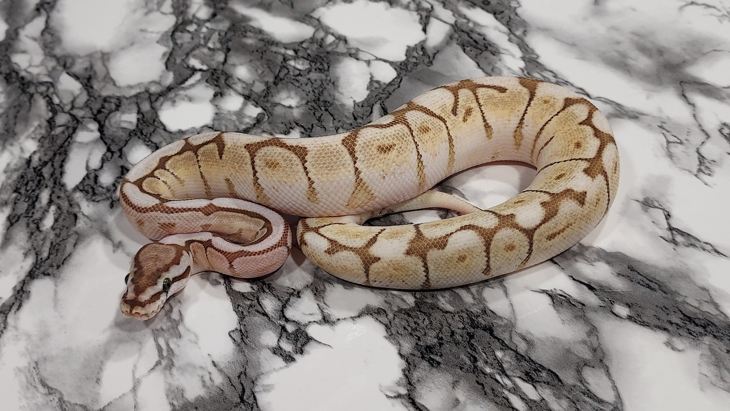 Butter Bee Het Candy Ball Python by BND Morphs - MorphMarket