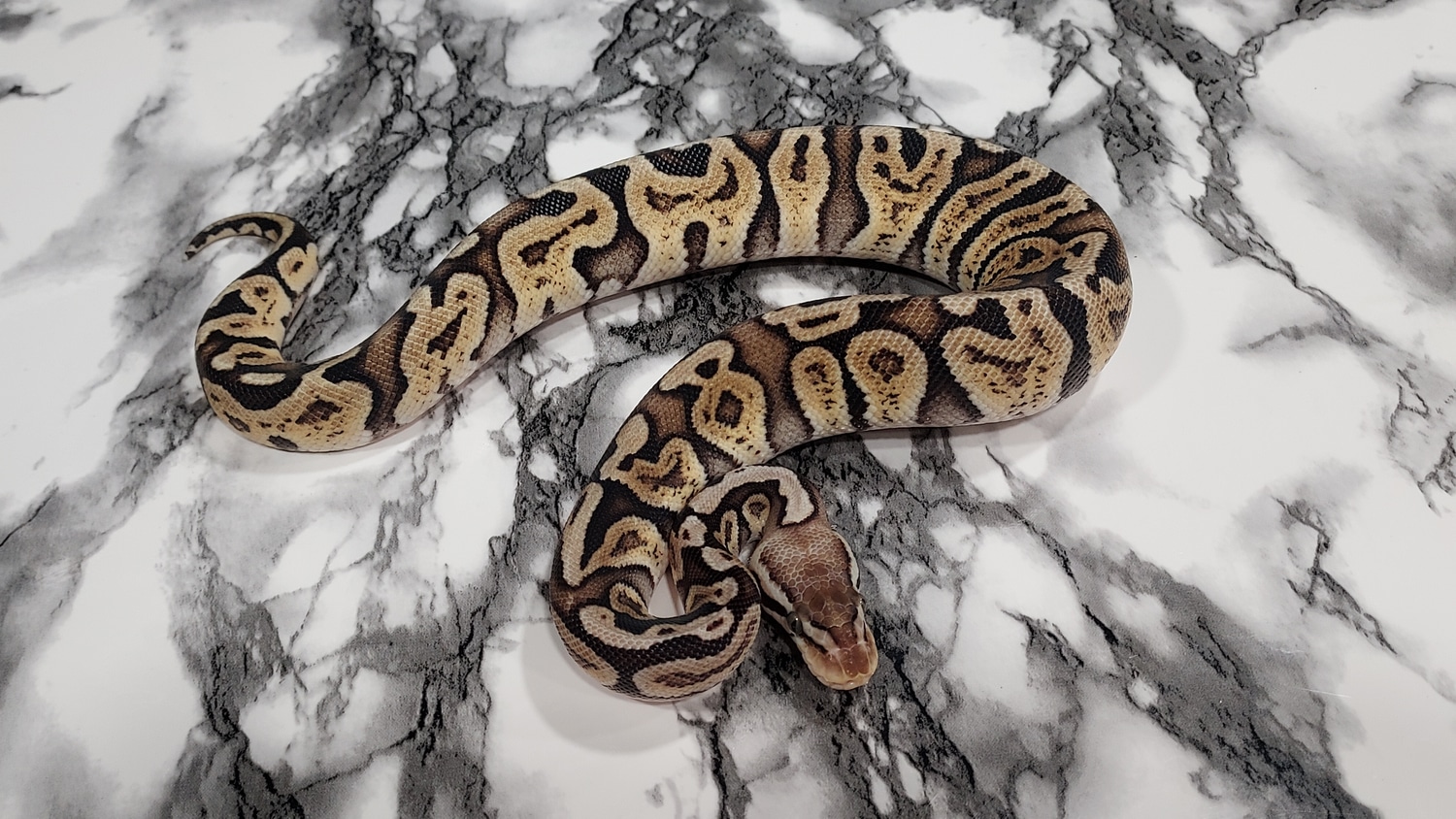 Pastel GHI Het Hypo Ball Python by BND Morphs - MorphMarket