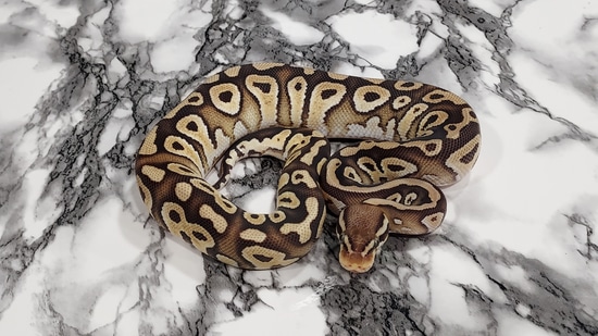 Pastave Vanilla Ball Python by BND Morphs