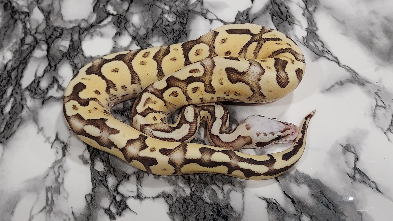 Vanilla Scream Ball Python by BND Morphs - MorphMarket