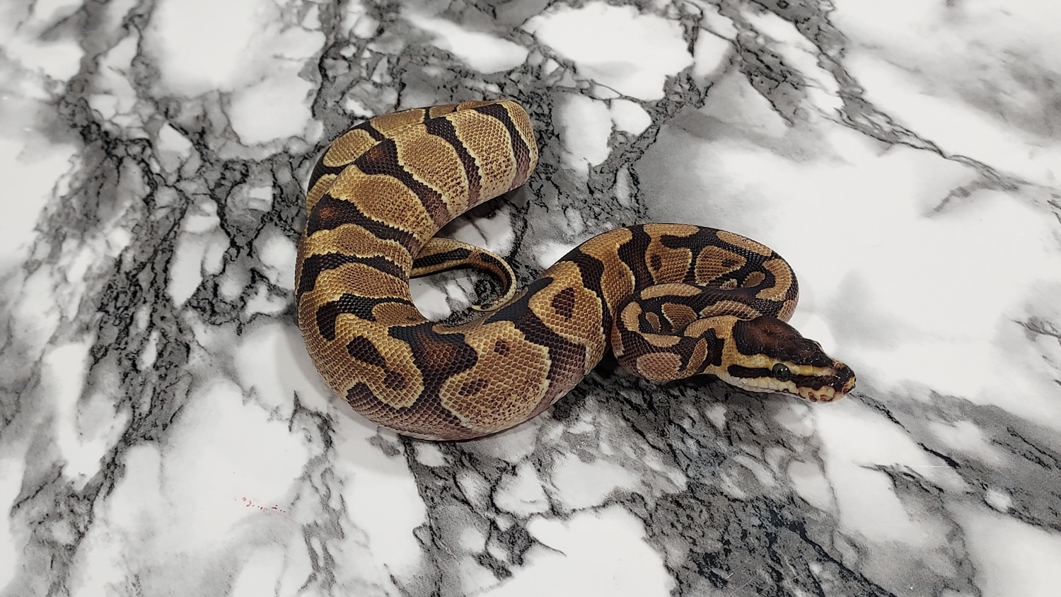 Super Enchi Yellow Belly/Gravel Ball Python by BND Morphs - MorphMarket