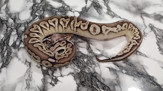 Pewter Yellow Belly Pos Calico Ball Python by BND Morphs