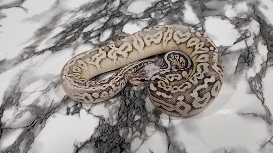 Sterling Calico Yellow Belly Ball Python by BND Morphs