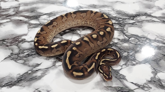 Pavement Ball Python by BND Morphs