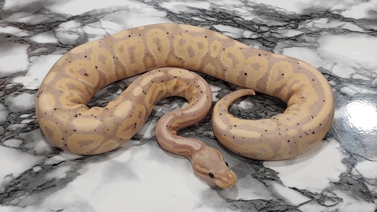 Male Black Pastel Vanilla Coral Glow Ball Python by BND Morphs