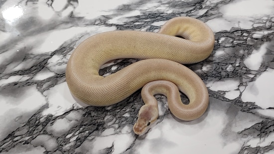 Butter Sterling Genetic Stripe Ball Python by BND Morphs