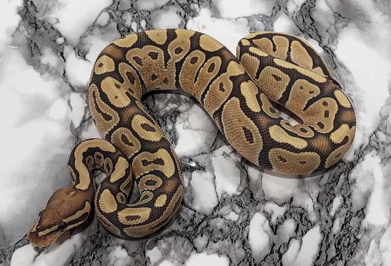 Hypo Ball Python by BND Morphs