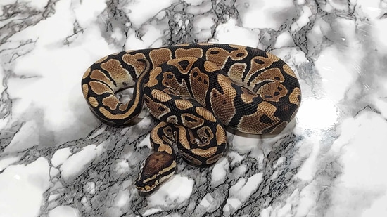 100% Dbl Het Hypo Clown Ball Python by BND Morphs