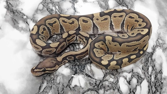 Hypo Het Clown Ball Python by BND Morphs