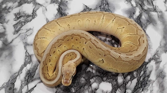 Emperor Pin Het Candy Ball Python by BND Morphs