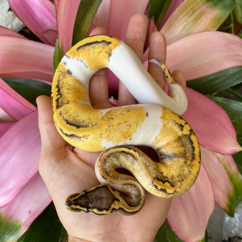 BNExotics - MorphMarket