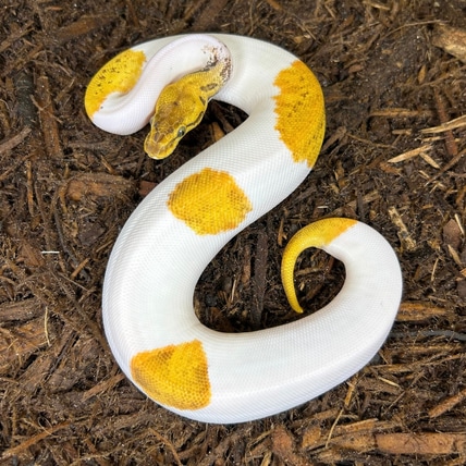 BNExotics - MorphMarket