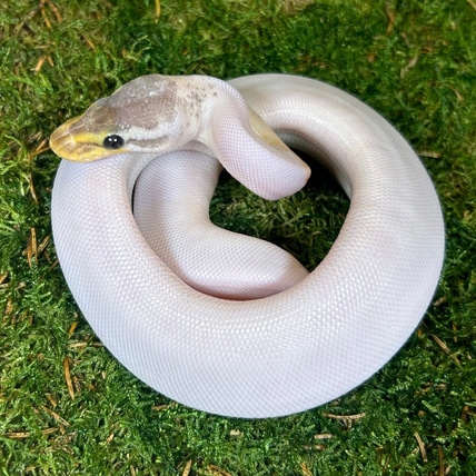 BNExotics - MorphMarket