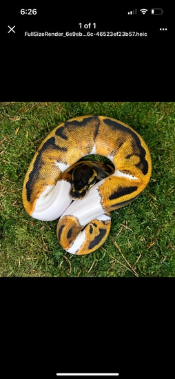 Pied Ball Python by BNExotics