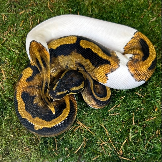 Pied Ball Python by BNExotics
