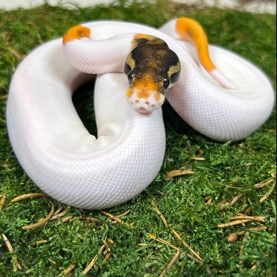 Orange Dream Enchi Cinnamon Pied Poss Leopard Poss Yellowbelly Ball ...