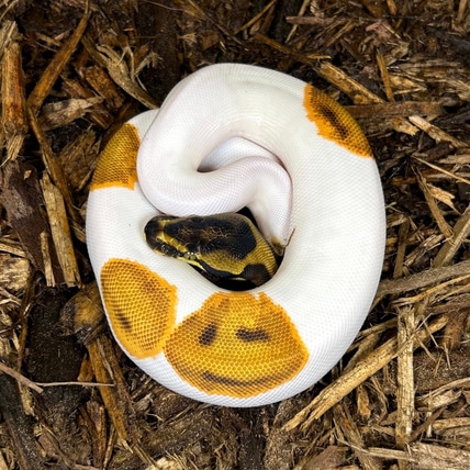 BNExotics - MorphMarket