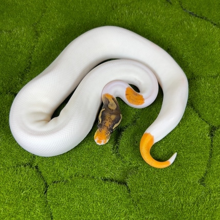 BNExotics - MorphMarket