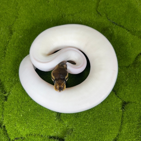 Cinnamon Pied Ball Python by BNExotics