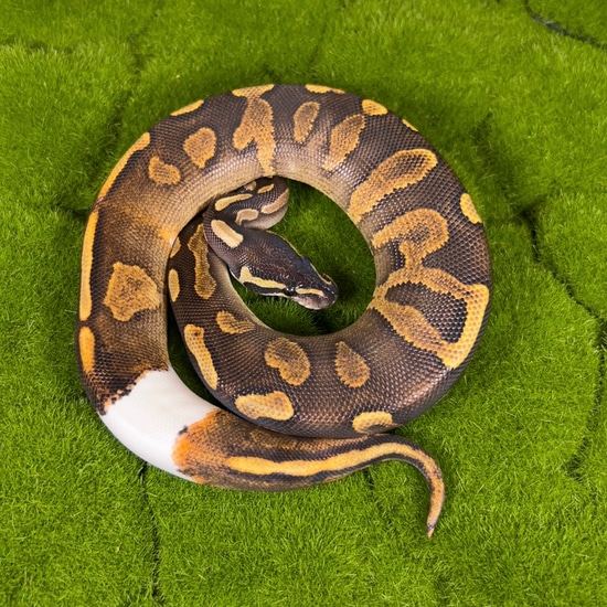 GHI Yellowbelly Cinnamon Enchi Het Pied Ball Python by BNExotics