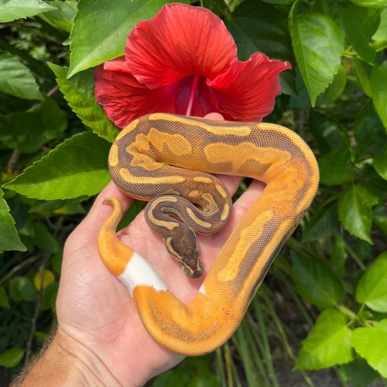 Orange Dream Cinnamon Enchi Yellowbelly Het Pied Ball Python by BNExotics