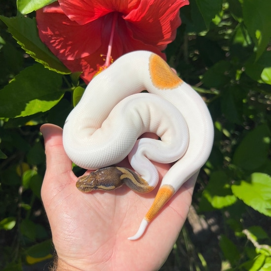 Enchi Cinnamon Orange Dream Pied Ball Python by BNExotics