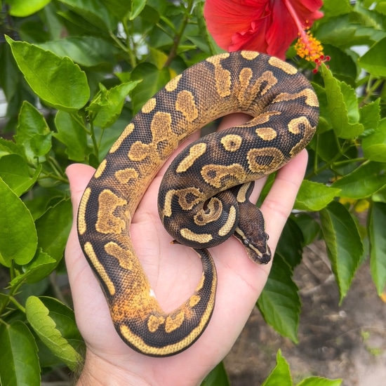 Enchi YellowBelly Cinnamon Het Pied Ball Python by BNExotics