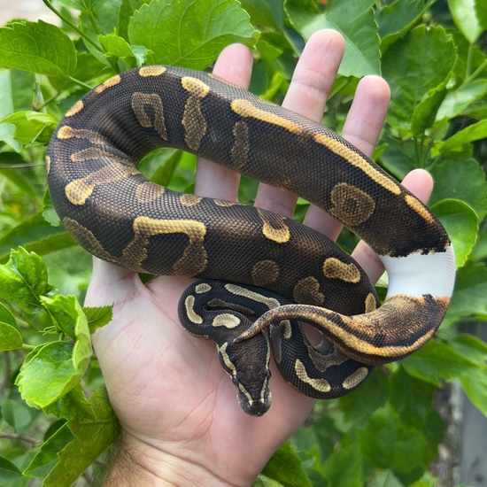 GHI Yellowbelly Cinnamon Enchi Het Pied Ball Python by BNExotics