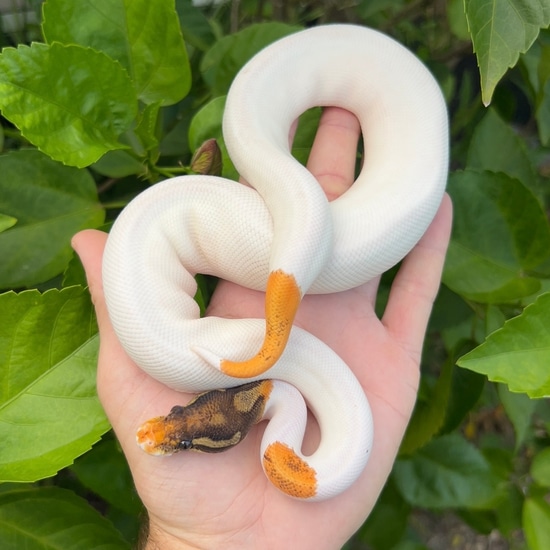 Orange Dream Enchi Cinnamon Pied Leopard Poss Yellowbelly Ball Python ...