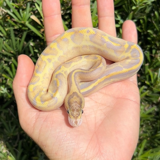 Leopard Ivory Het Pied Ball Python by BNExotics