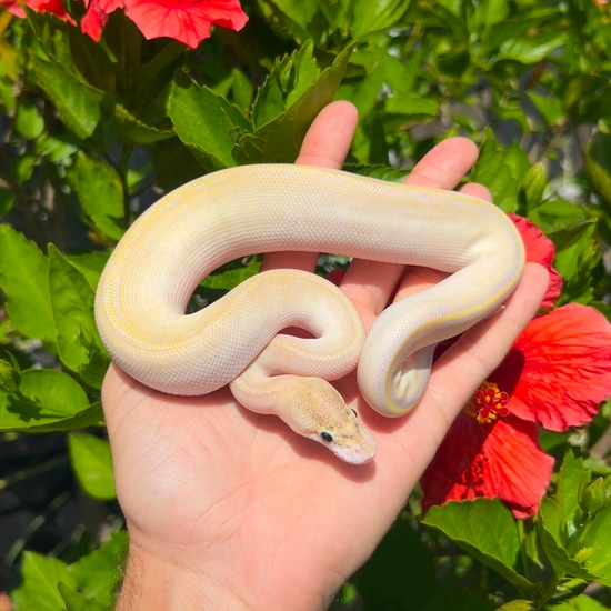 Ivory Het Pied Ball Python by BNExotics