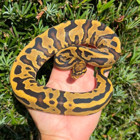 Leopard YB Vanilla Het Pied Ball Python by BNExotics