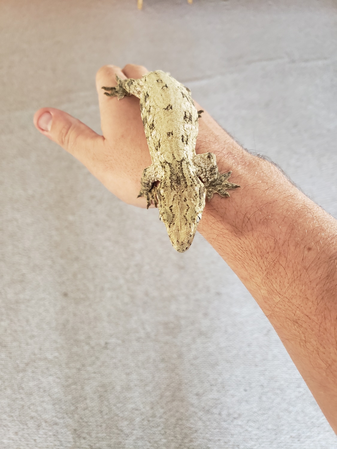 Yearling HC Leachi Leachianus Gecko by Hollywood Exotics - MorphMarket
