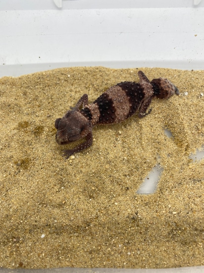 Nephrurus Cinctus Knob-Tailed Gecko by Hollywood Exotics & Aquatics