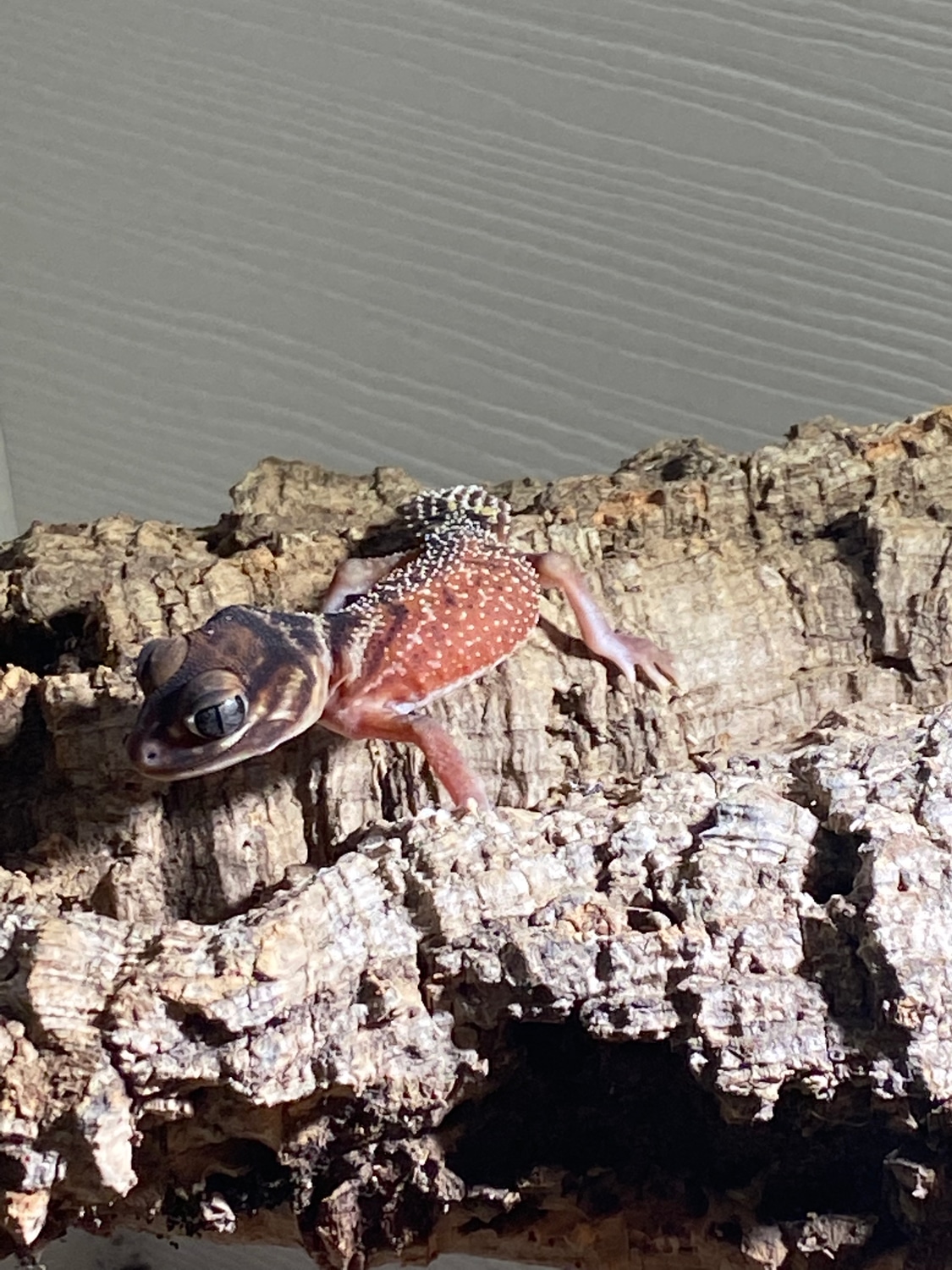 Nephrurus Levis Pilbarensis DH Patternless Albino Knob-Tailed Gecko by ...