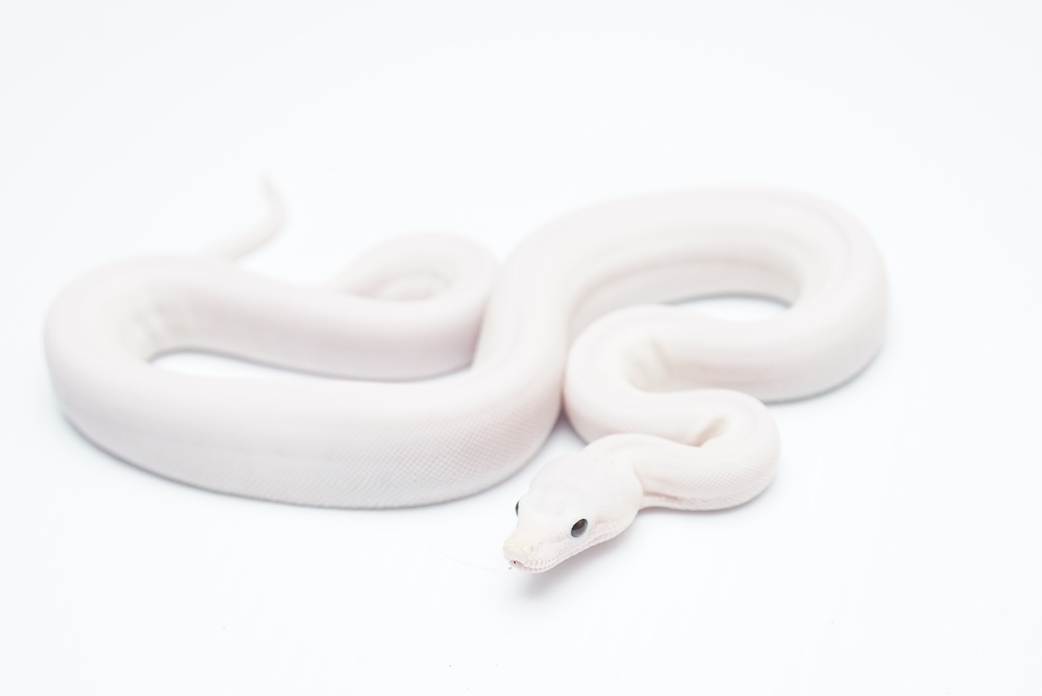 Emperor Diamond Boa Constrictor by Nixon Reptiles - MorphMarket