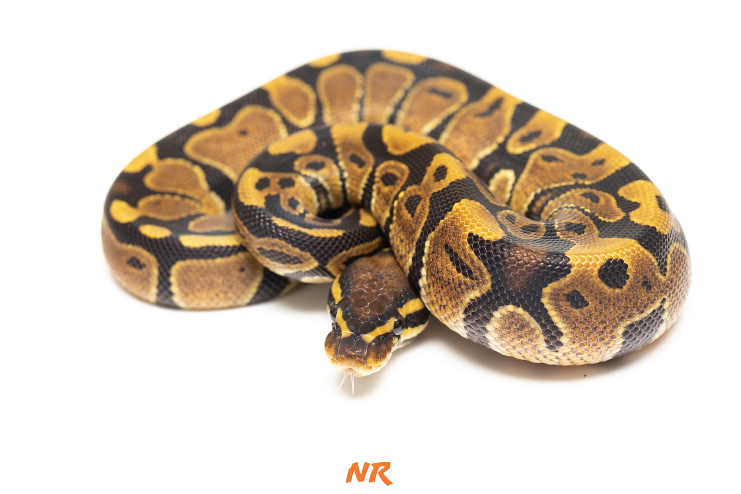 DH Sunset Ultramel Ball Python by Nixon Reptiles - MorphMarket