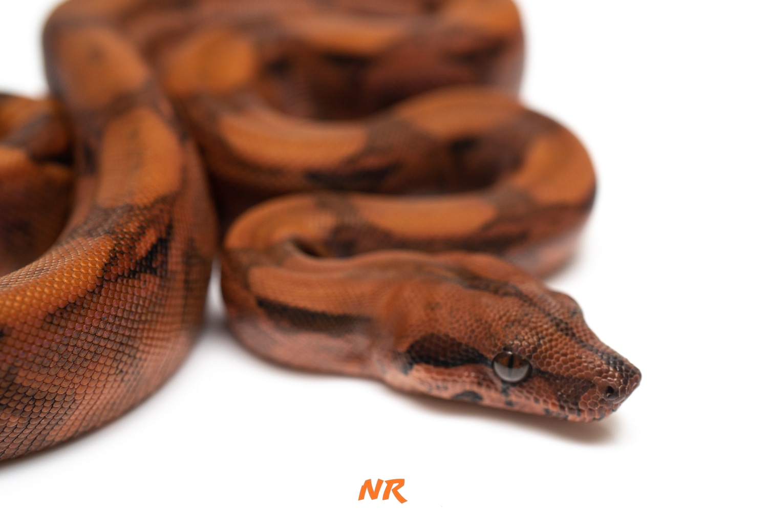 Blood Ph Albino Boa Constrictor by Nixon Reptiles - MorphMarket