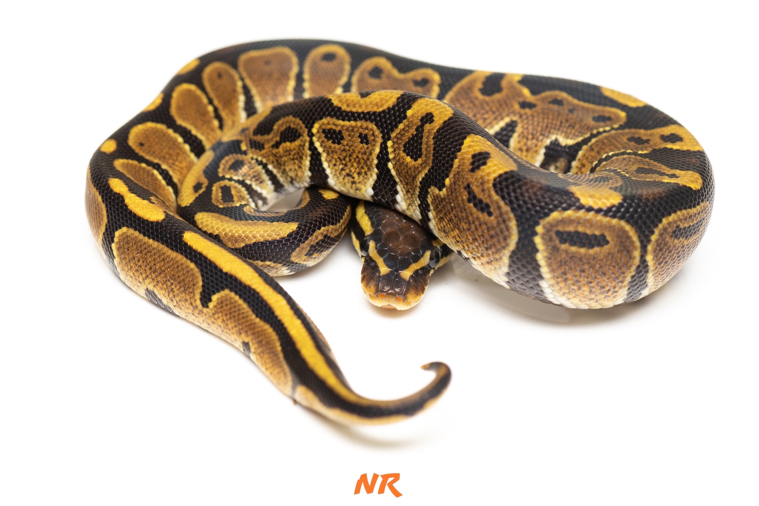DH Sunset Ultramel Ball Python by Nixon Reptiles - MorphMarket