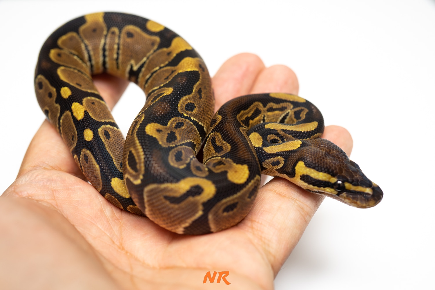 DH Sunset Ultramel Ball Python by Nixon Reptiles - MorphMarket